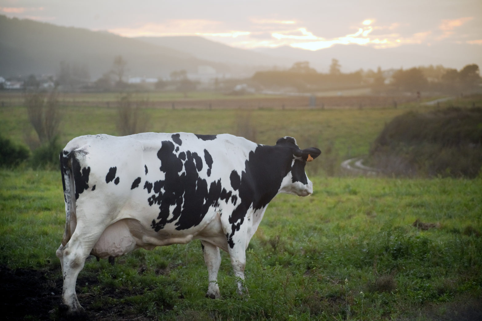 Cows First Certification - Meister Cheese